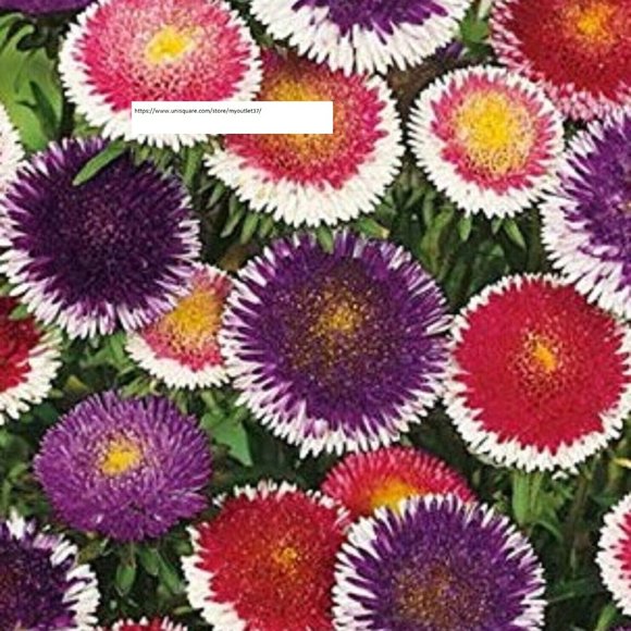 Seeds | Accents | Aster Pompon Hinomaru Mix Seeds Flower Seeds Bogo ...